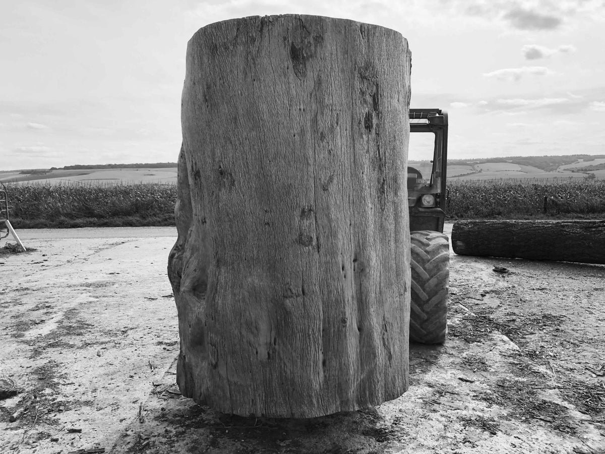 The Story of the Trees – Jonathan Ford Studio